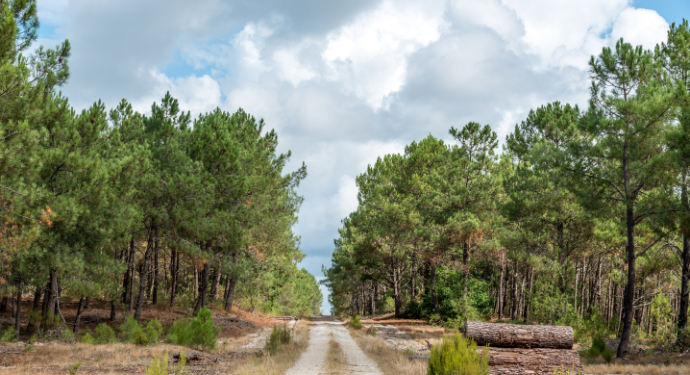 La forêt en France : 7 chiffres clés à connaître